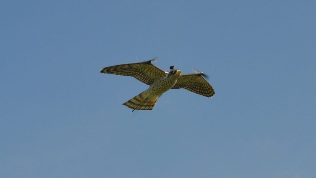 The practical applications of falcons in daily life: The robotic falcon ...