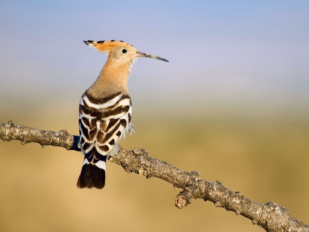 Listing the most beautiful bird species in the world, competing with ...