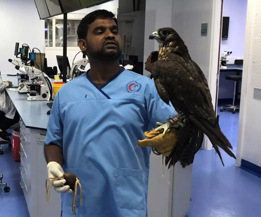 Falconry - Qatar's National Sport and Cultural Touchstone