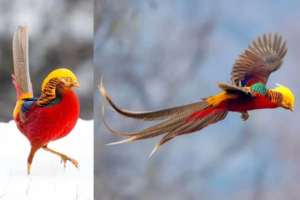 Listing the most beautiful bird species in the world, competing with ...