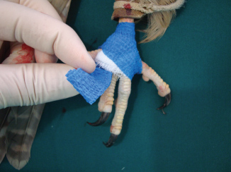 Falcon care: First Aid (1) Bleeding – Wounds, Cuts - Falcon is no ...