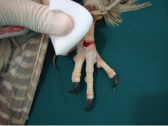 Falcon care: First Aid (1) Bleeding – Wounds, Cuts - Falcon is no ...