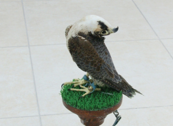 Falcon care: Common Diseases in Falcon (3)