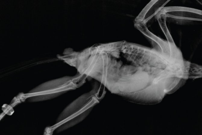 Falcon care: Common Diseases in Falcon (2) - Falcon is no animal or ...