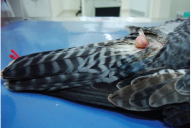 Falcon care: Common Diseases in Falcon (2) - Falcon is no animal or ...
