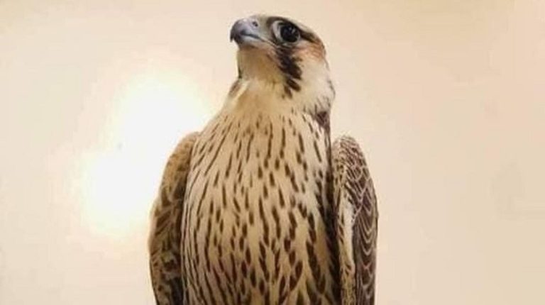 Meet the Arab World's Most Expensive Falcon: Sold for $450,000