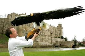 The Top 08 Falconry Centers Around the World